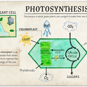 Cellular Structure and Functions Classroom Poster Set. Fine Art Paper ...