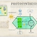 Cellular Structure and Functions Classroom Poster Set. Fine Art Paper ...