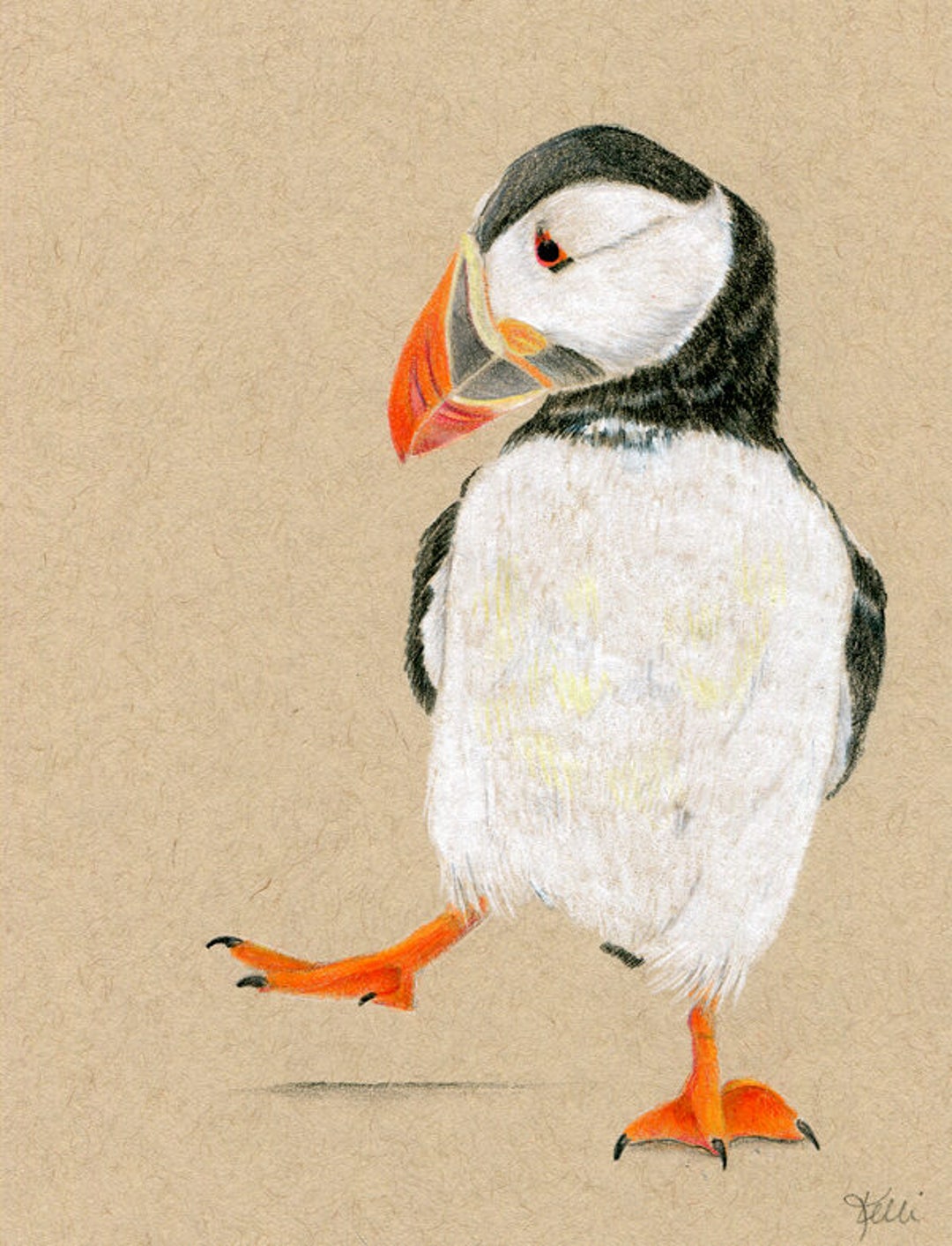Puffin Dance Original Colored Pencil Drawing Illustration Atlantic Sea ...