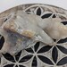 Sparkly Botryoidal Chalcedony Druzy Quartz Stalactite Large Natural ...