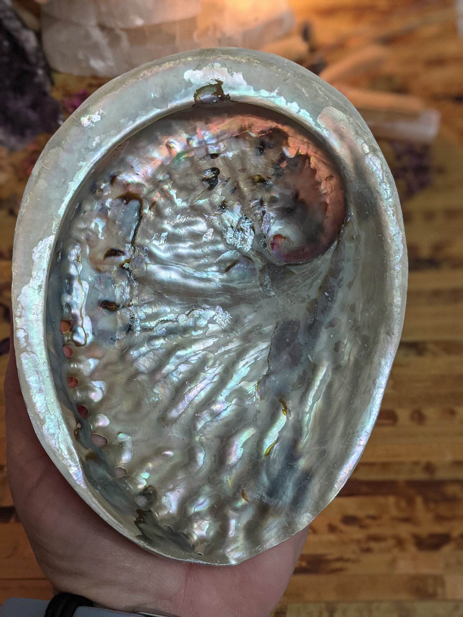 Large Abalone Shell for Sage Clearing Ritual Smudge Bowl Altar - Etsy