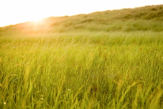 Tall Grass Field Wallpaper