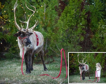 Reindeer Digital | Etsy