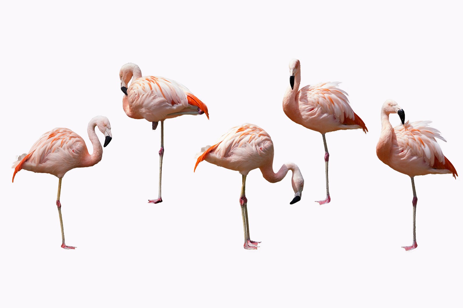 Flamingo Digital Overlays 5 | Etsy