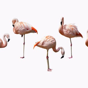 Flamingo Digital Overlays 5 - Etsy