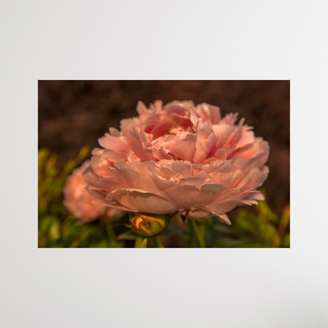 Pink Peony Canvas Wall Art: Warwick Neck, Rhode Island Floral Decor - Etsy