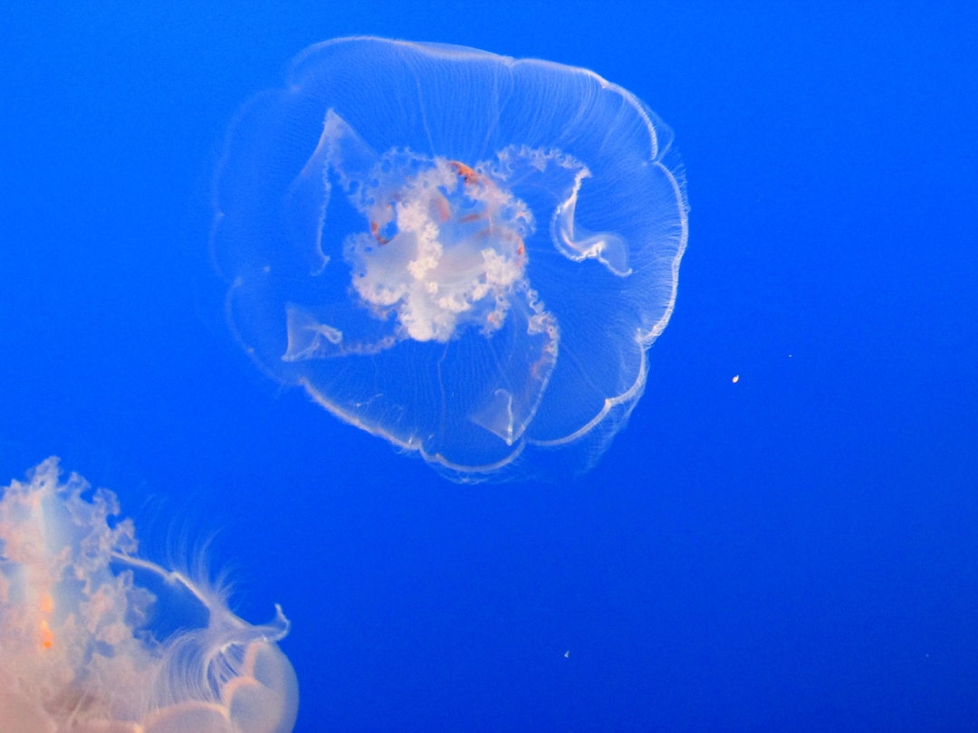Monterey Bay: Floating Jelly - Etsy