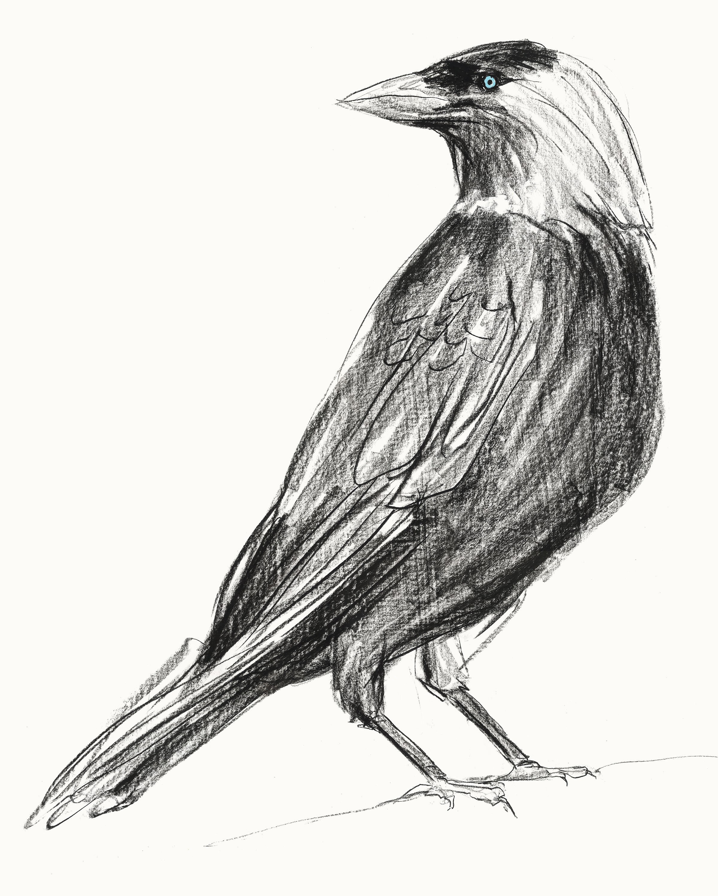 Jackdaw Bird Drawing Badass Jackdaw : R/birding