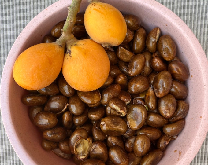 2024 Organic Loquat Seeds (20) - Etsy