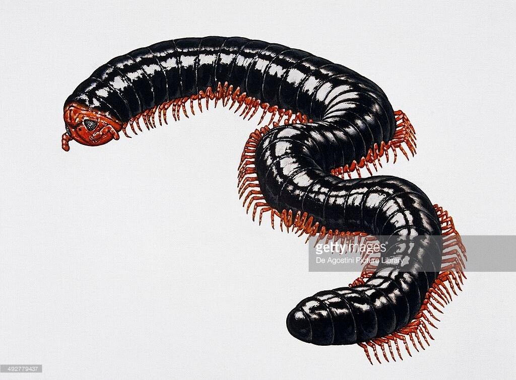 Giant African Millipede Drawing