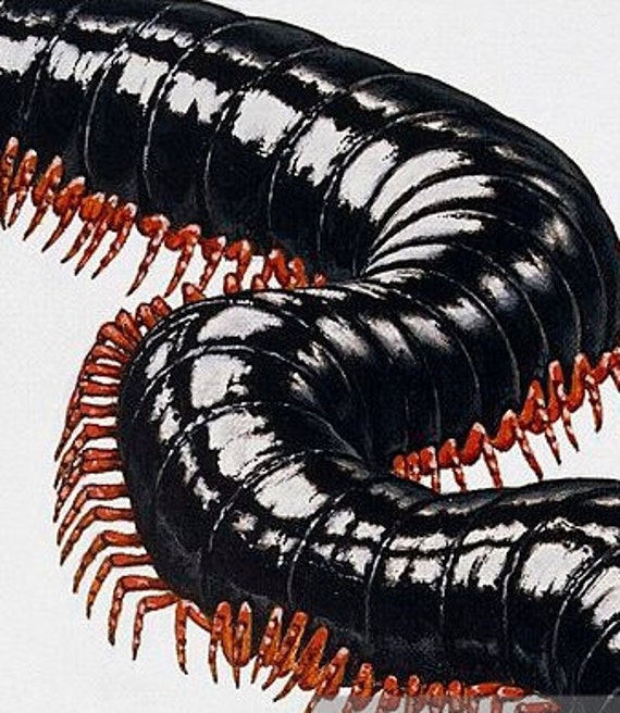 Giant African Millipede Drawing