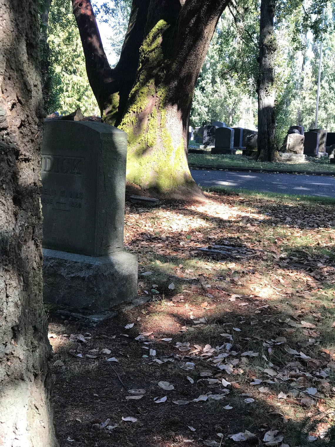 Evergreen-washelli CEMETERY DIRT & TOMBSTONE Moss Apothecary Cabinet ...
