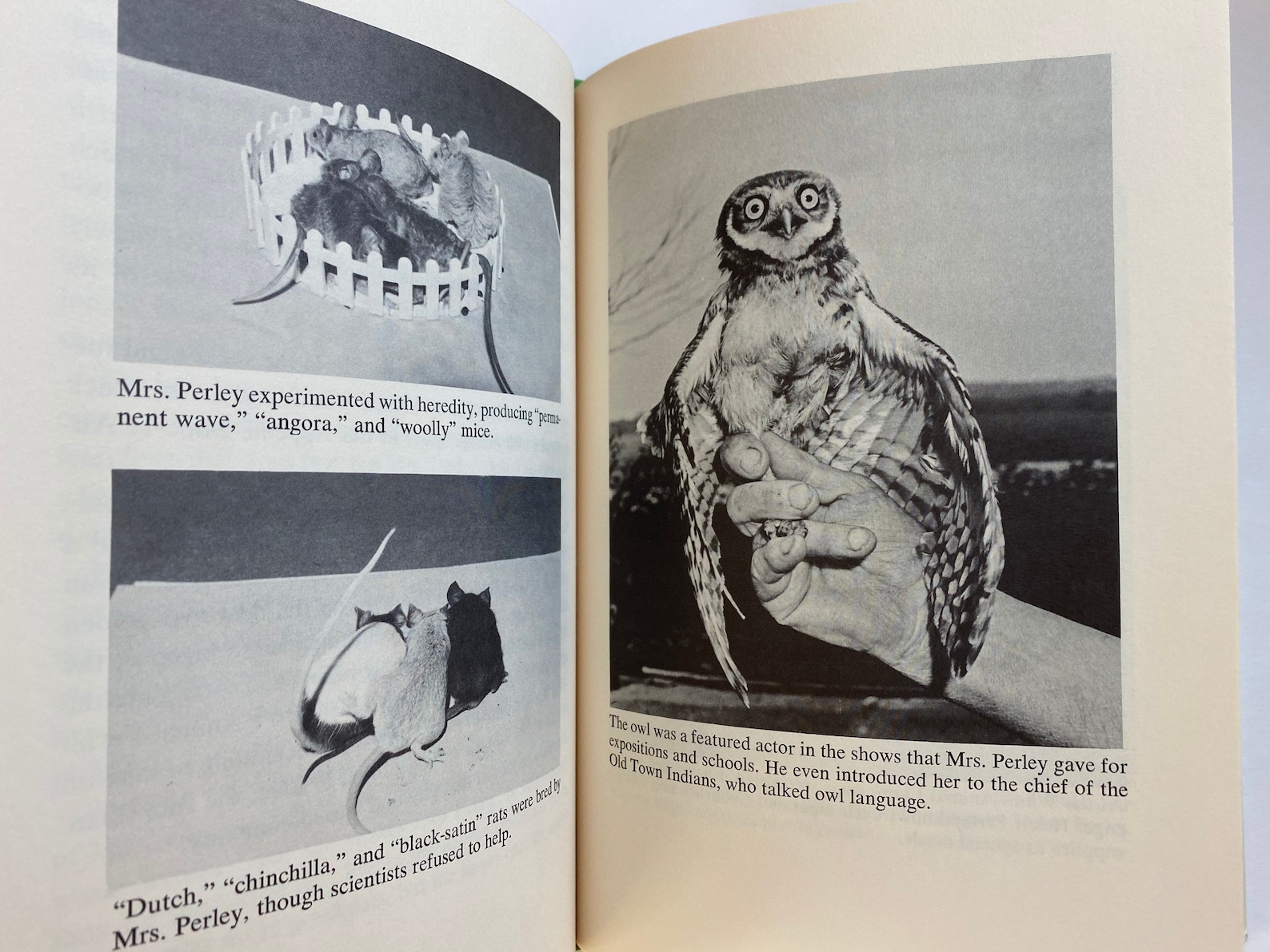 Mrs. Perley's People by Eleanor Noyes Johnson True Story | Etsy