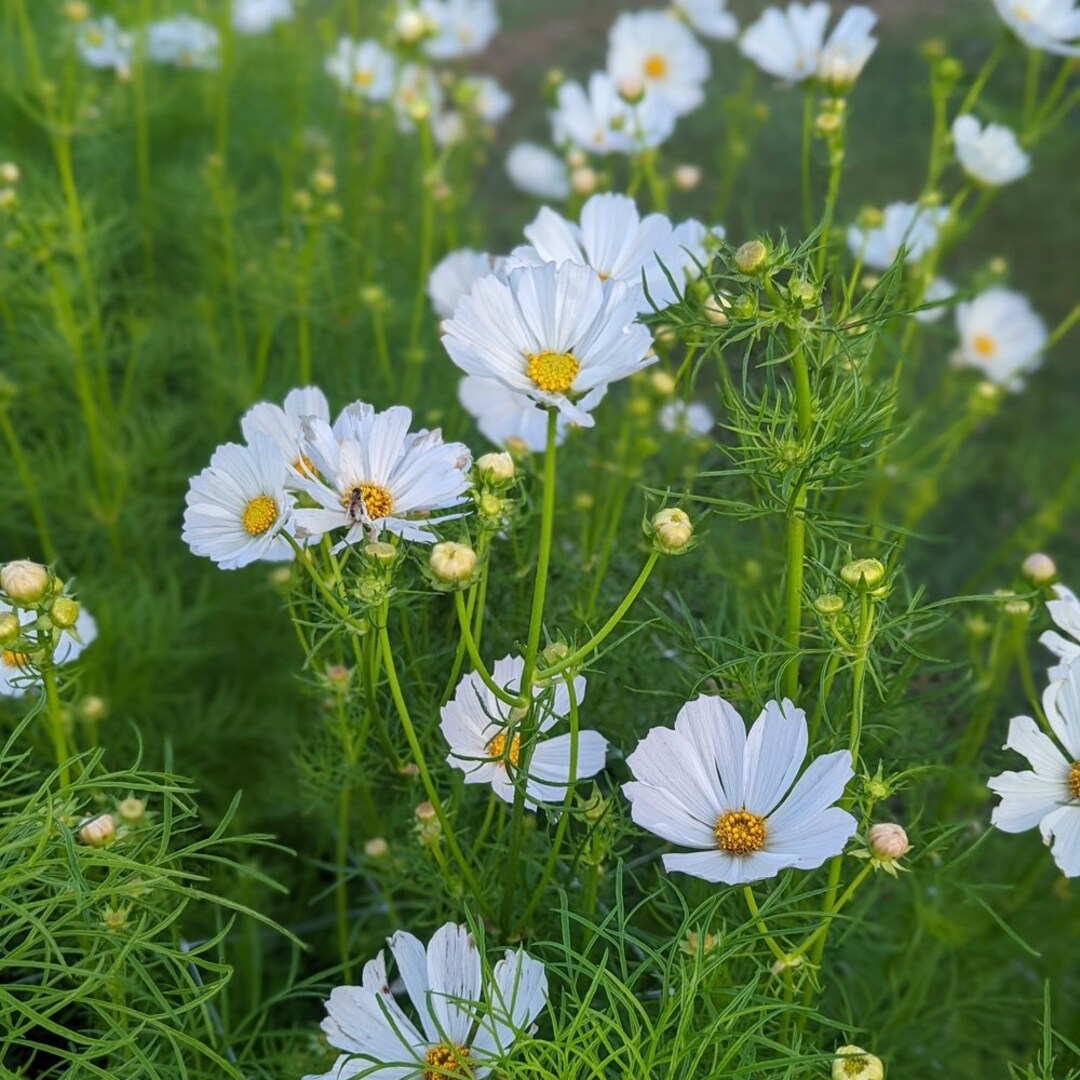 Afternoon White Cosmos Seeds - Etsy