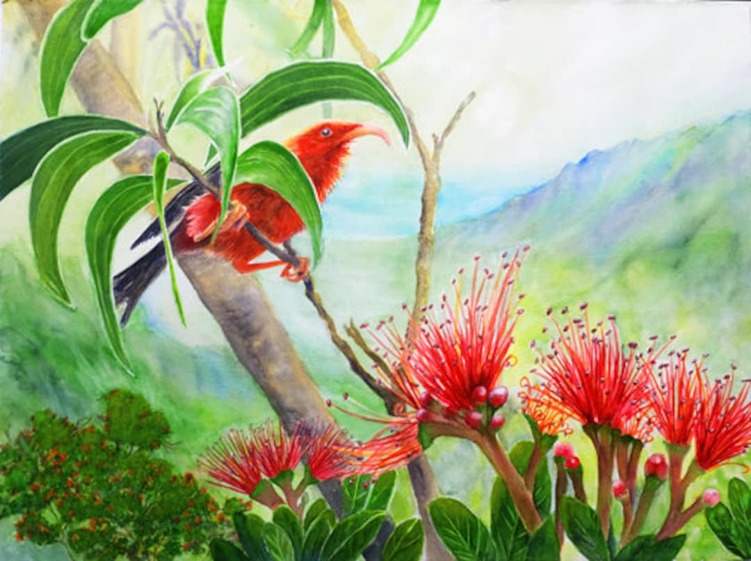 Hawaii Iiwi Bird 5x7 Painting Art Print - Etsy