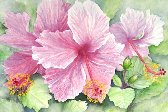 Hibiscus Painting Matted Art Print | Etsy