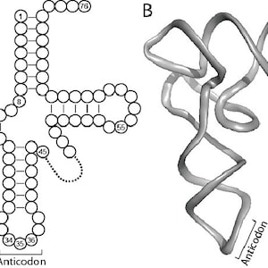 Trna Silver Biology Earrings, RNA Jewelry, DNA Replication, Silver RNA ...