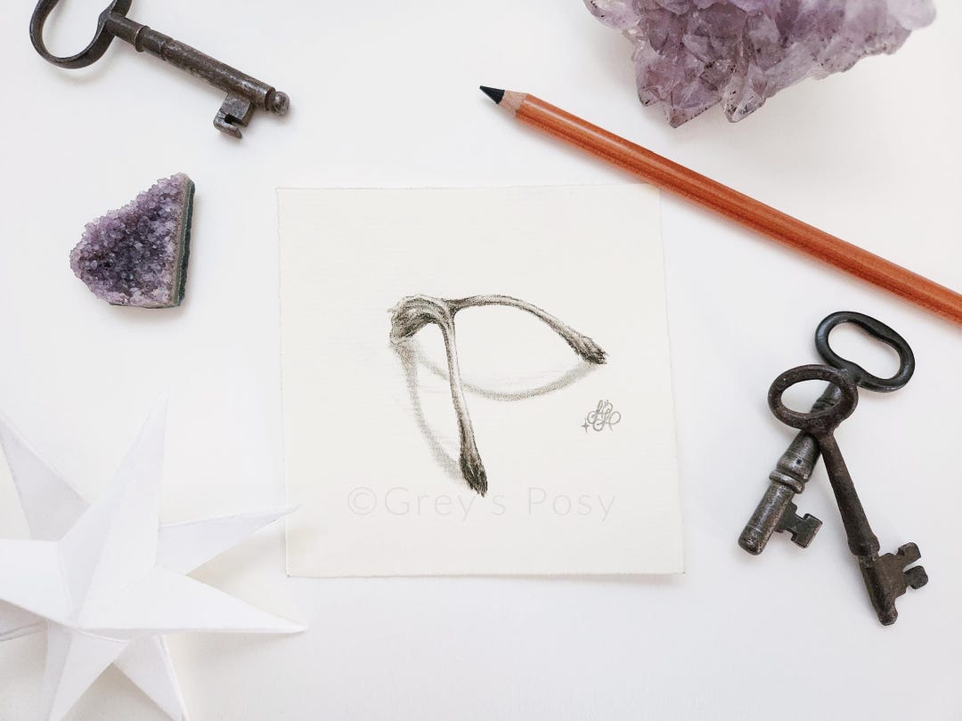 Wishbone Study Charcoal Illustration | 4" X 4" Unframed Drawing - Etsy