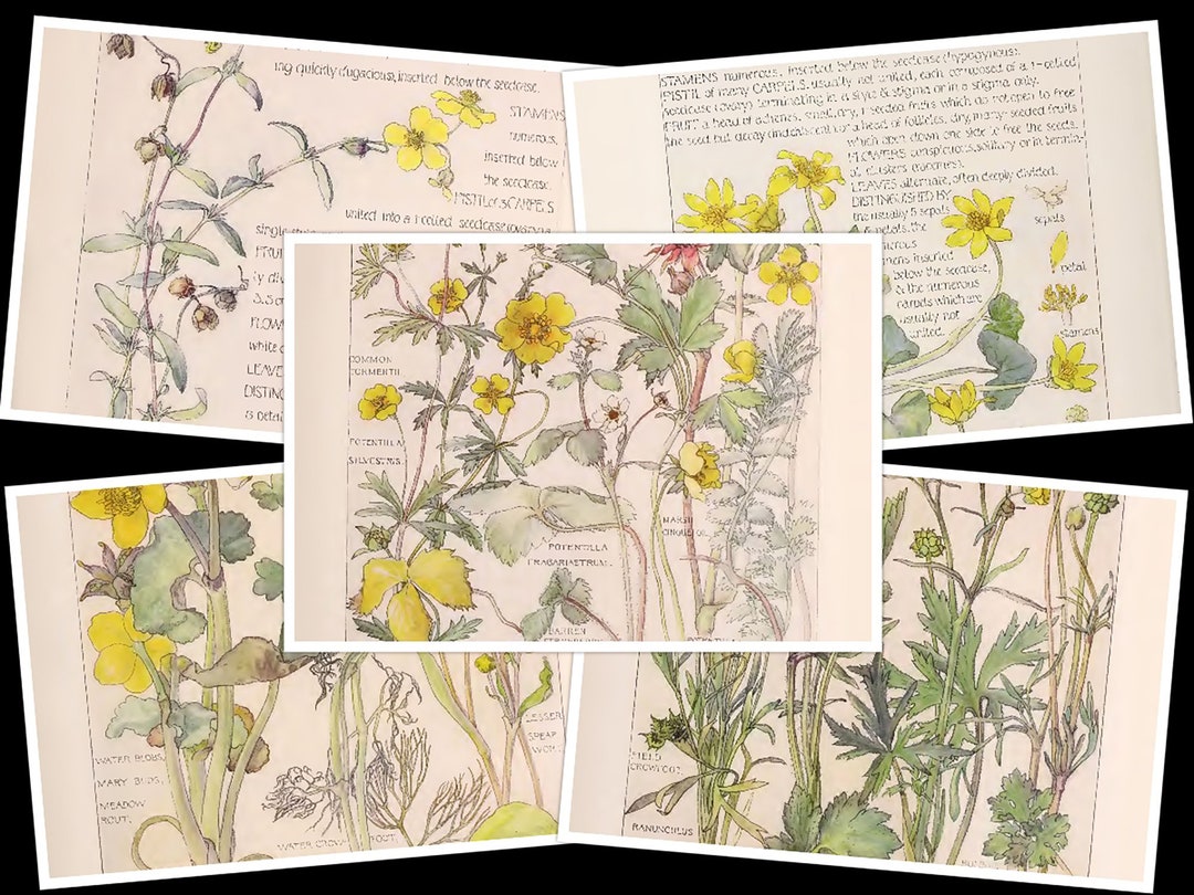 Botanical Images Buttercup's - Etsy