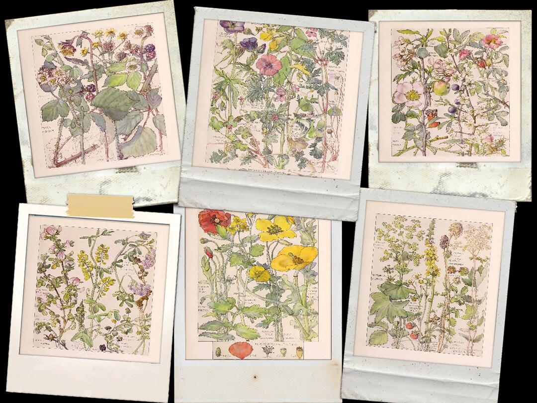 Botanical Images Mixed - Etsy
