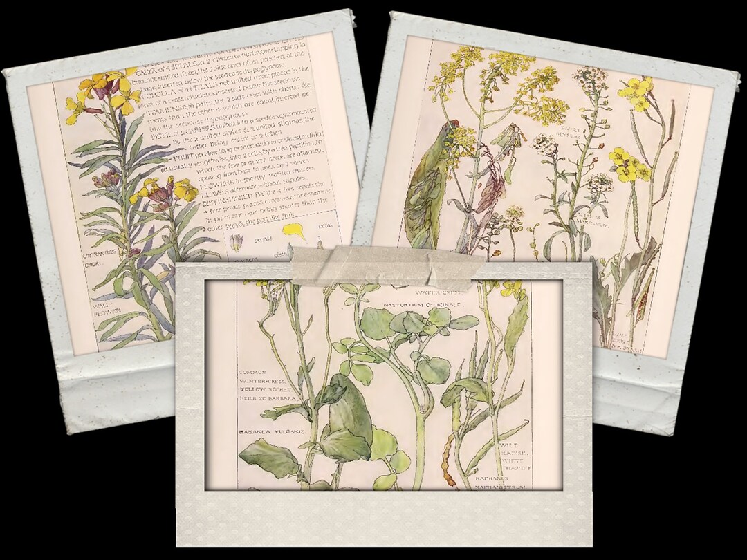Botanical Images Cabbage Flower's - Etsy