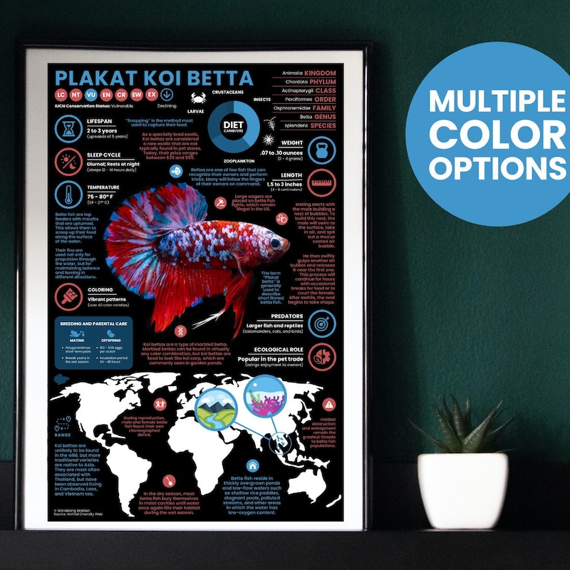 Betta Fish Art - Etsy