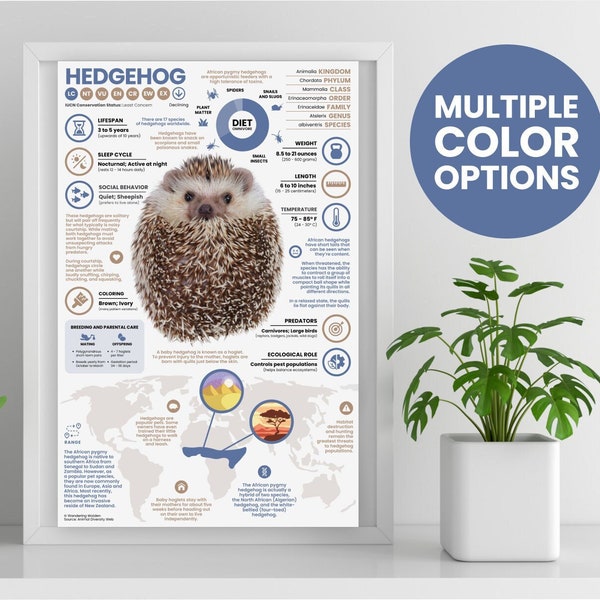 Hedgehog Poster - Etsy