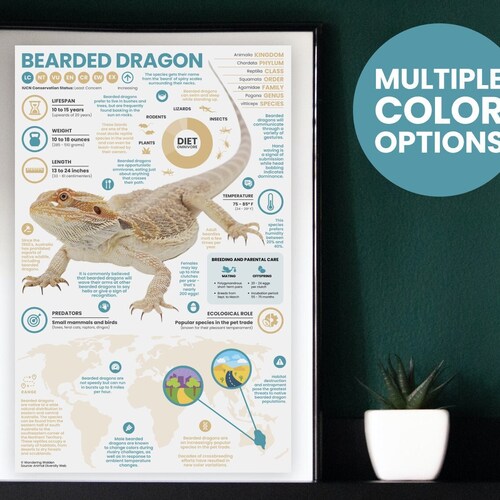 Bearded Dragon Print Animal Infographic Poster Ft. Original - Etsy Canada