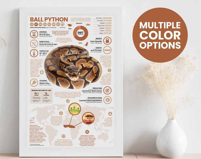 Ball Python Poster Snake Infographic Conservation - Etsy