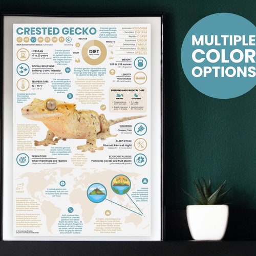 Leucistic Axolotl Poster Wildlife Animal Infographic Print - Etsy