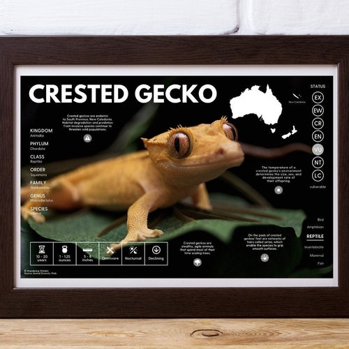 Crested Gecko Poster Reptile Print Wildlife Animal - Etsy