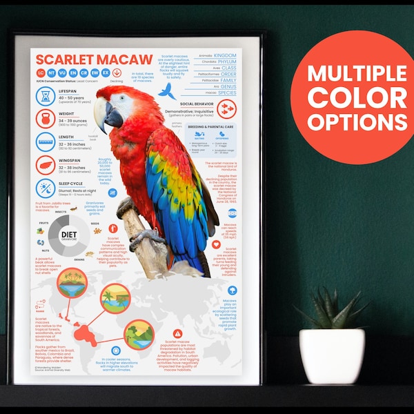 Macaw Poster - Etsy