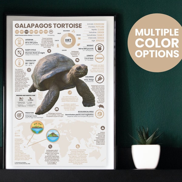 Galapagos Tortoise - Etsy