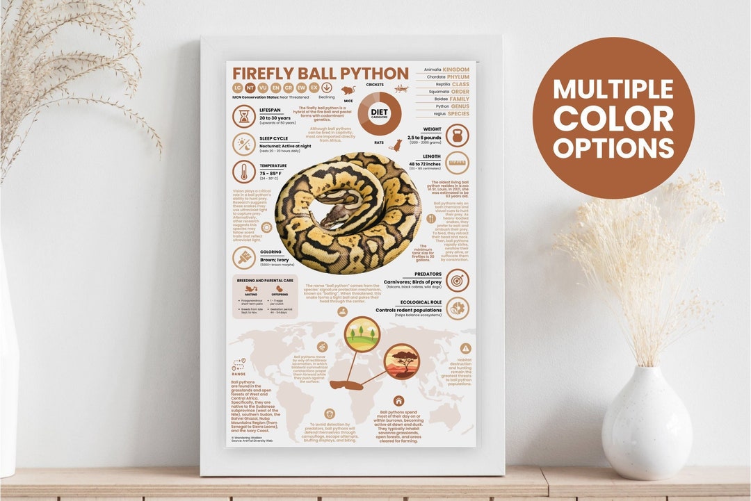 Firefly Ball Python Poster | Snake Infographic | Conservation Education ...