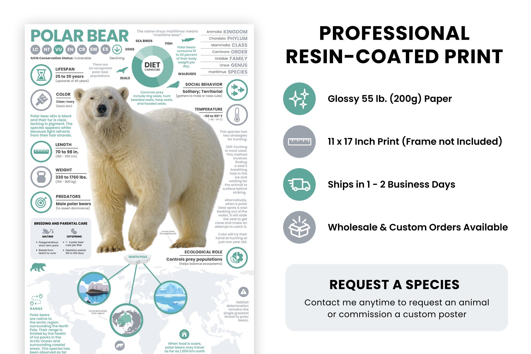 Polar Bear Poster | Animal Infographic | Conservation Education (11" X ...
