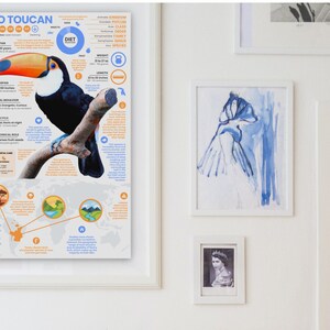 Toco Toucan Poster | Toucan Animal Infographic | Conservation Education ...
