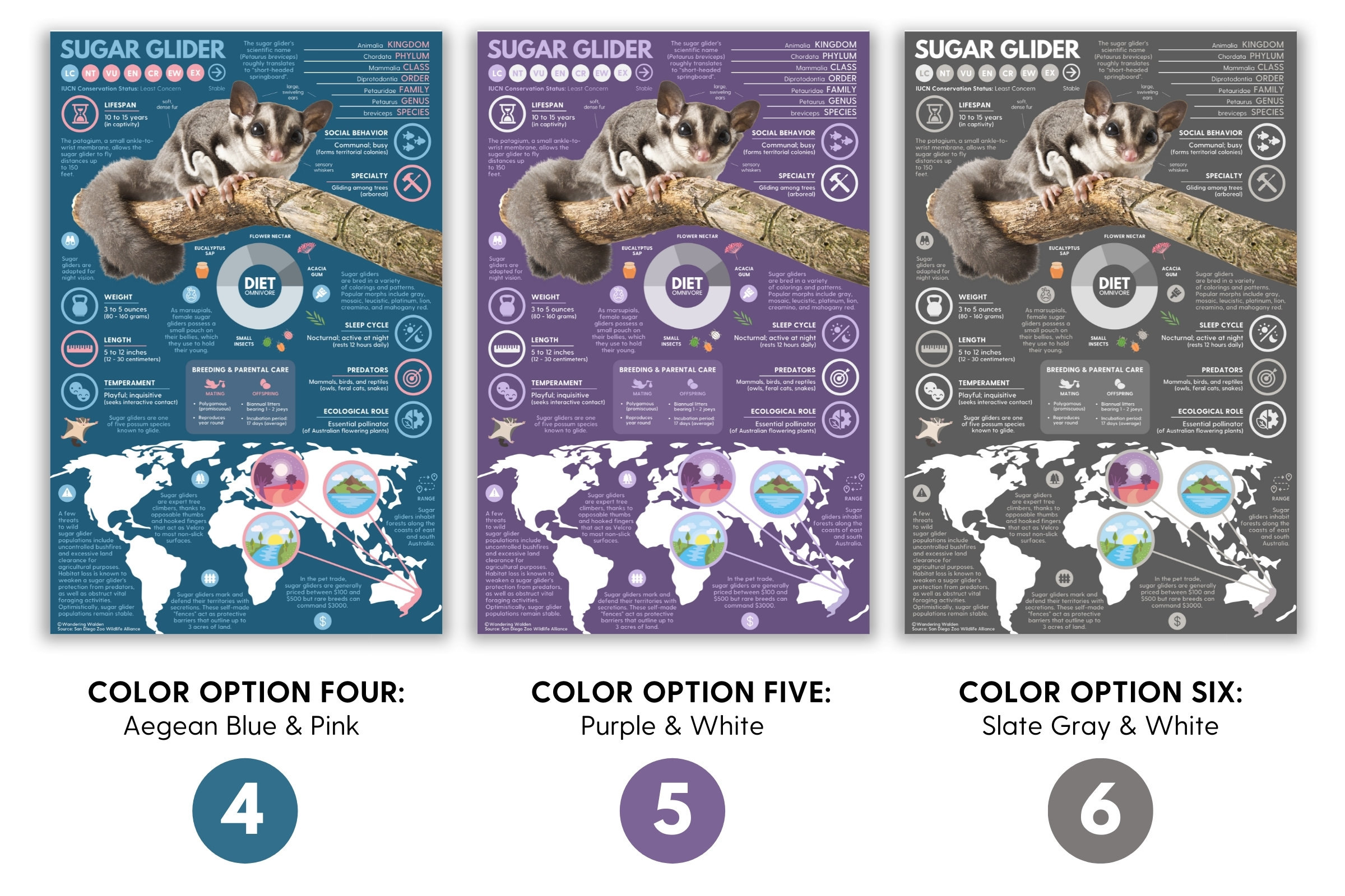 Sugar Glider Poster | Wildlife Animal Infographic Print | Conservation ...