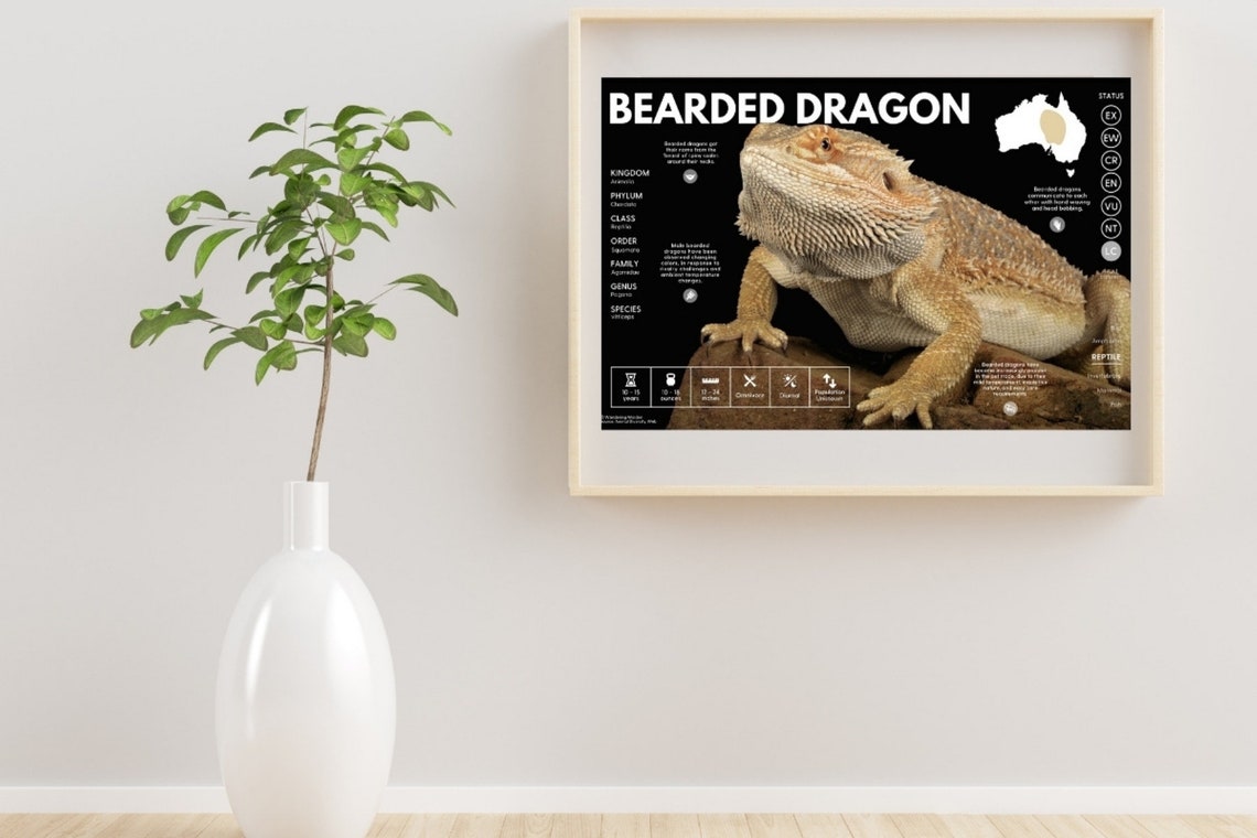 Bearded Dragon Poster Modern Wildlife Animal Infographic | Etsy