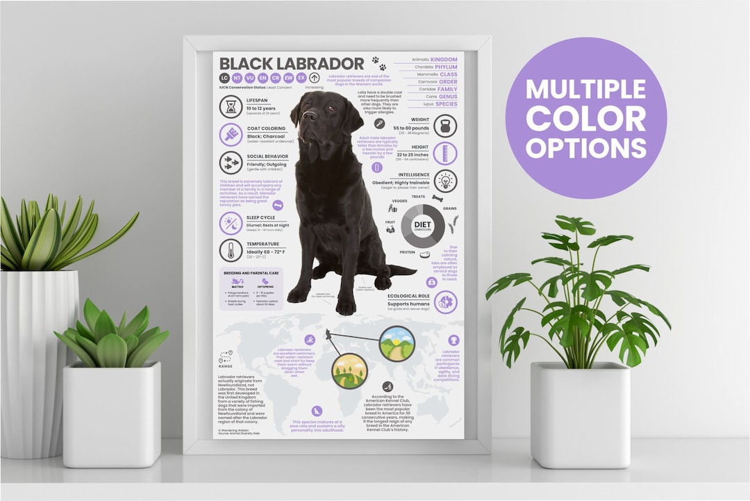 Black Labrador Retriever Poster | Custom Dog Infographic | Conservation ...