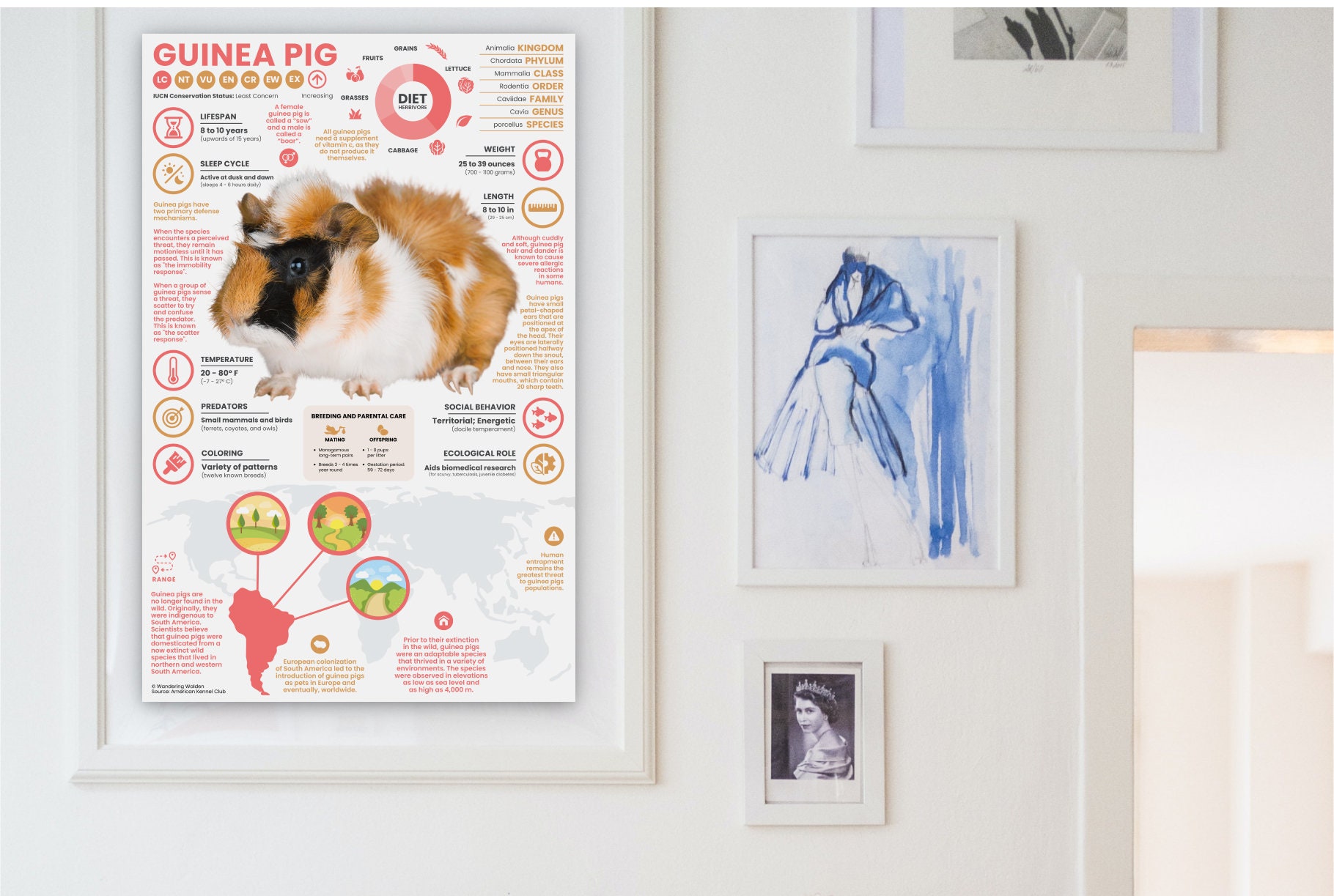 Guinea Pig Poster Animal Infographic Conservation - Etsy