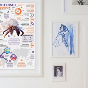 Hermit Crab Poster | Animal Infographic | Conservation Education (11" X ...