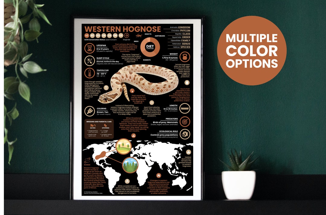 Western Hognose Poster Snake Infographic Conservation Education 11 X 17 ...
