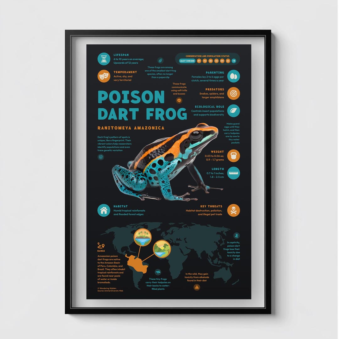 Poison Dart Frog Poster | 11" X 17" Animal Infographic Print - Etsy