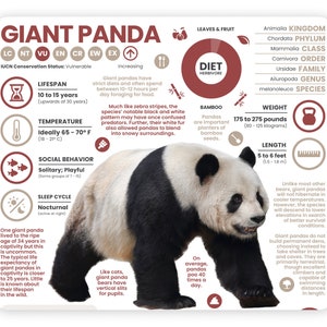 Giant Panda Poster | Wildlife Animal Infographic | Conservation ...