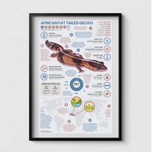 African Fat Tailed Gecko Poster | 11" X 17" Animal Infographic Print - Etsy