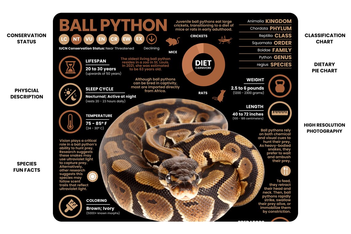 Ball Python Poster Snake Infographic Conservation - Etsy