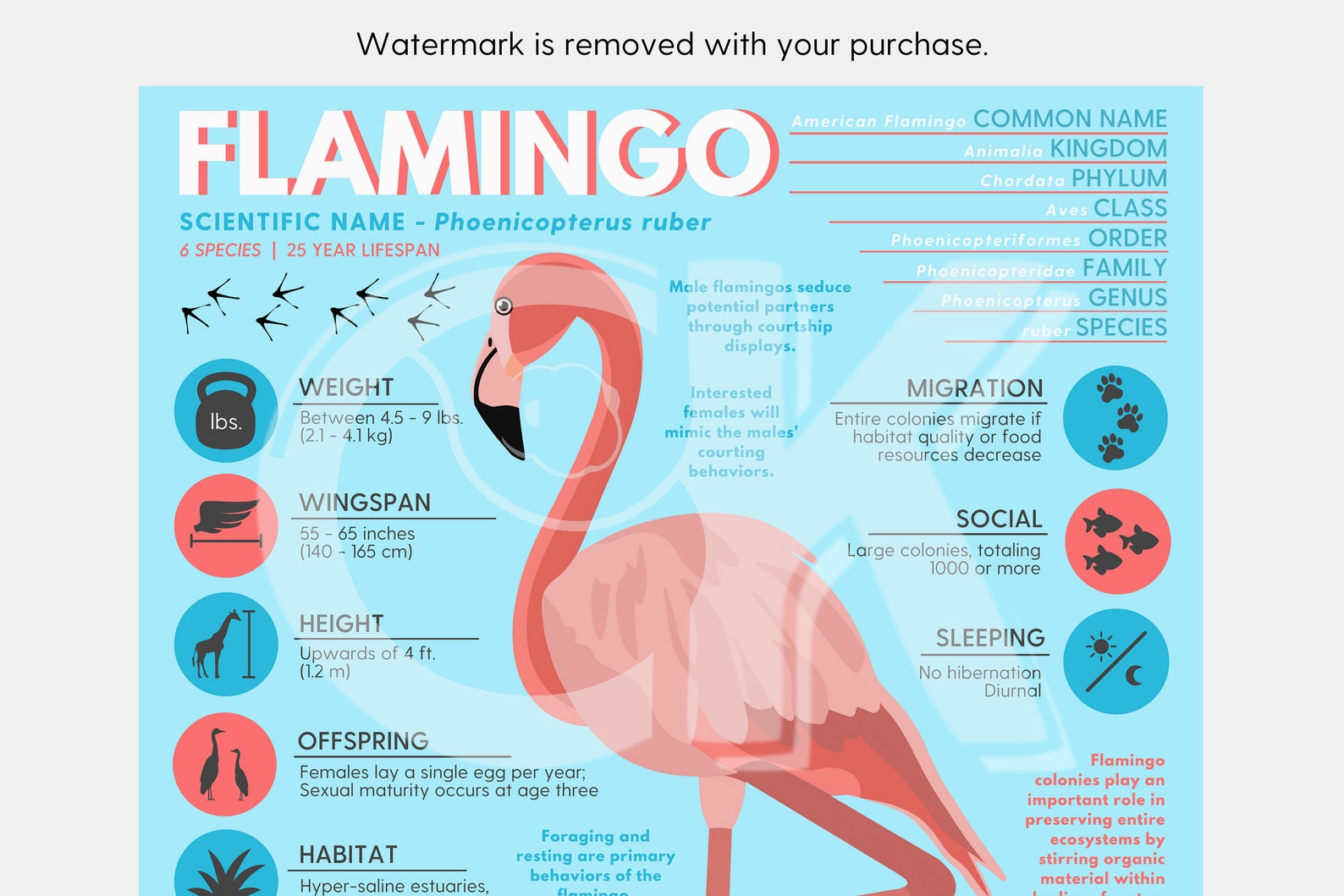 American Flamingo Print Exotic Animal Infographic Poster Ft. - Etsy