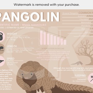 Ground Pangolin Print | Exotic Animal Infographic Poster Ft. Original ...