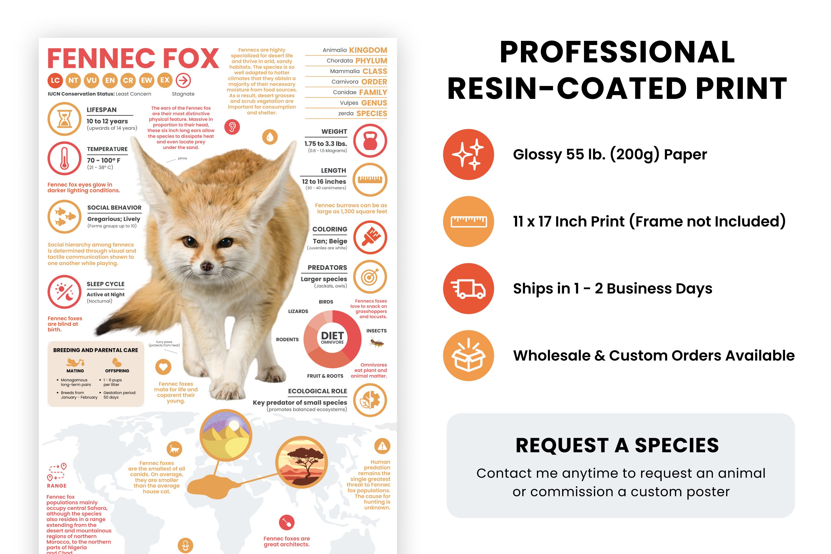 Fennec Fox Poster | Wildlife Animal Infographic | Conservation ...