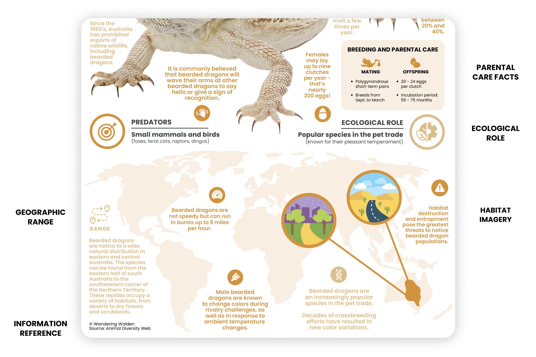 Bearded Dragon Poster Reptile Print Wildlife Animal - Etsy